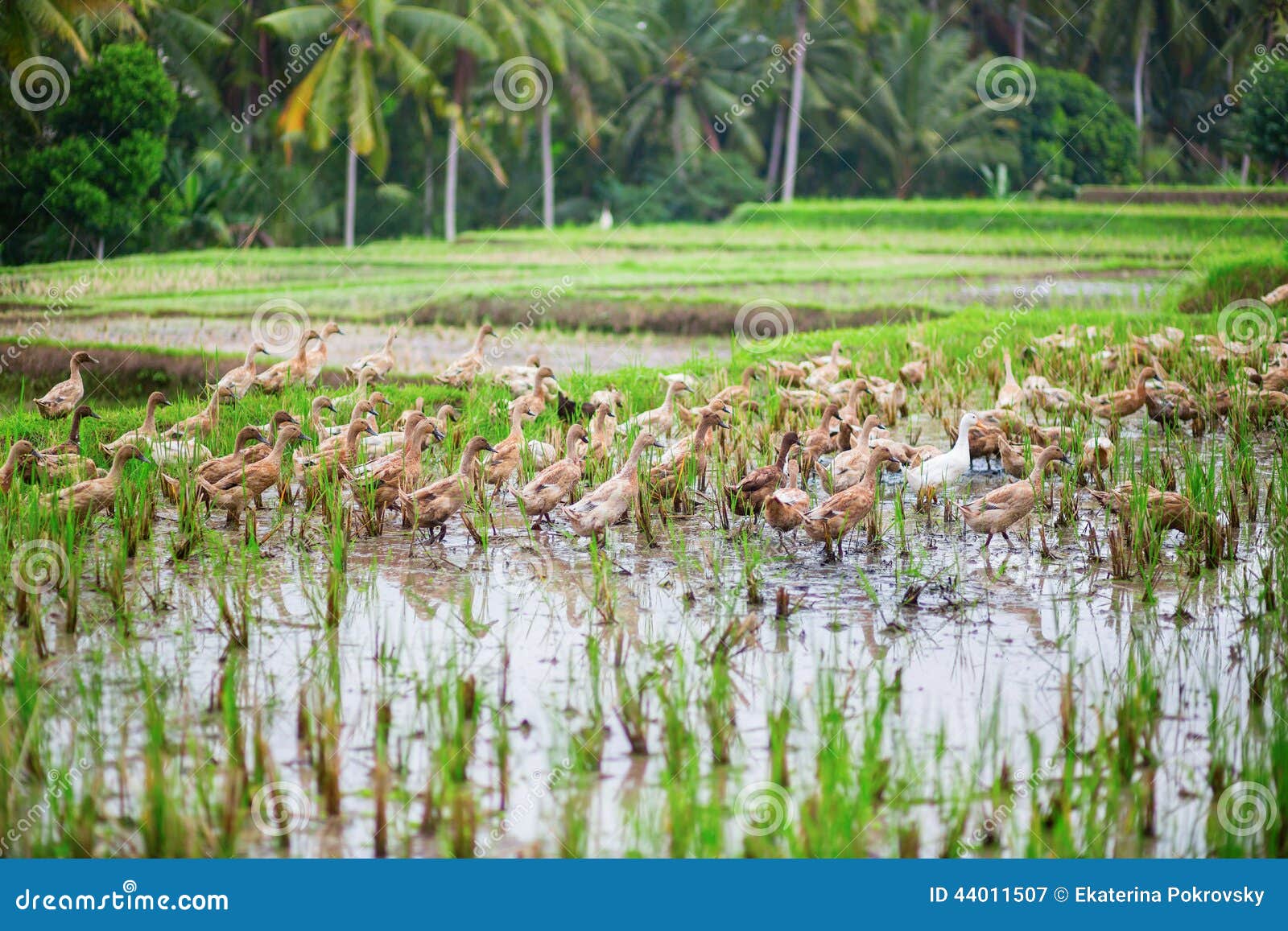 Ducks on Rice Fields Near Ubud Stock Image - Image of walking, feathers ...