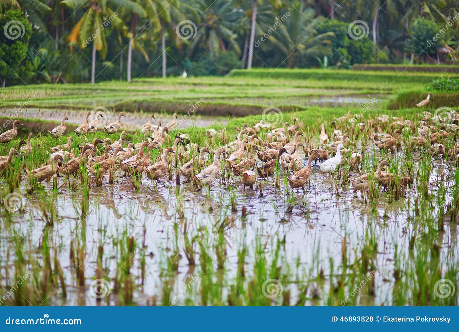 Ducks on Rice Fields Near Ubud, Bali, Indonesia Stock Photo - Image of ...