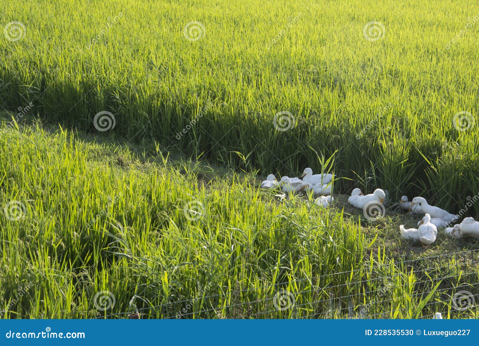 Ducks in rice fields stock photo. Image of sunflower - 228535530