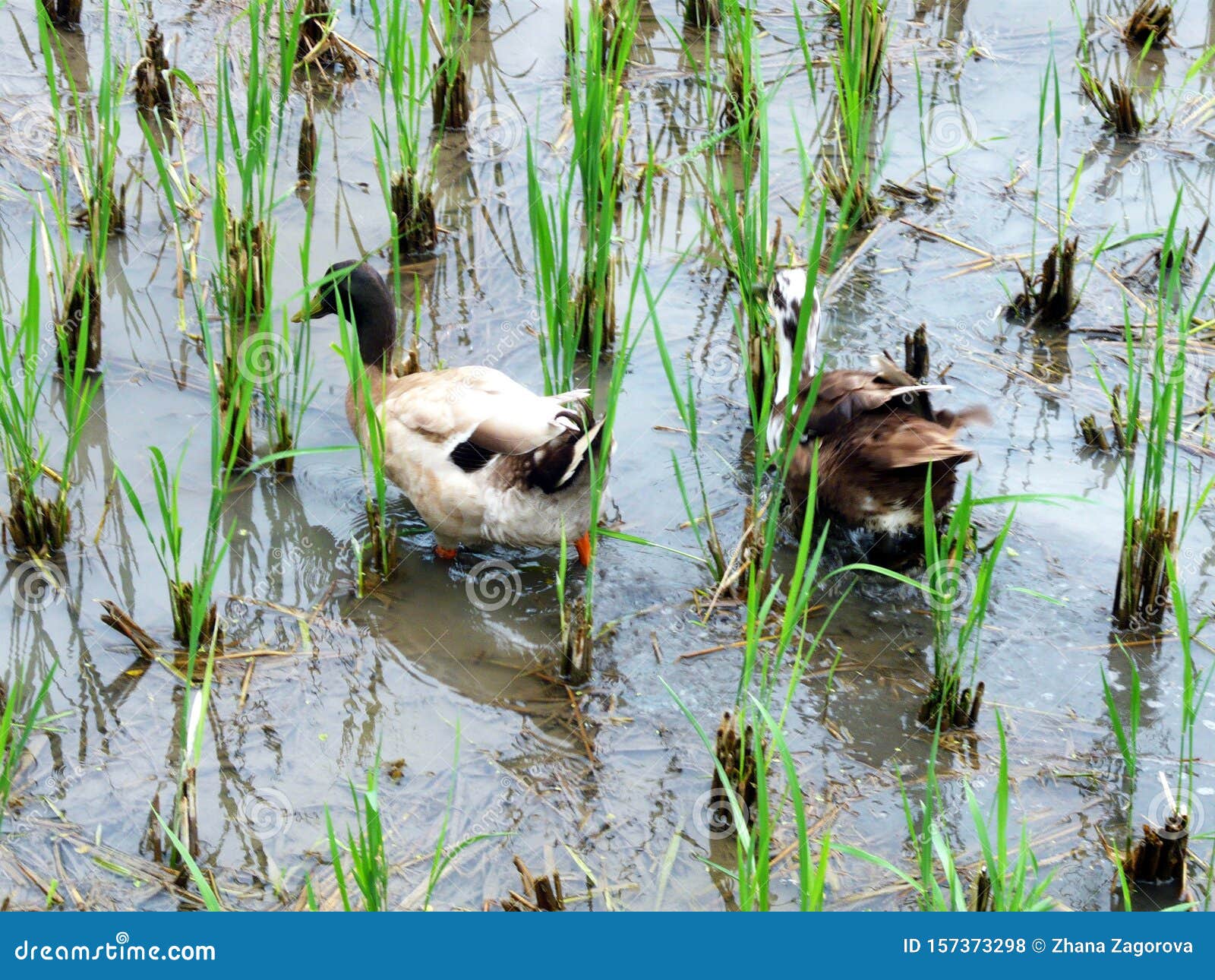 Ducks In Rice Paddies, Ubud, Bali Stock Image | CartoonDealer.com #97029445