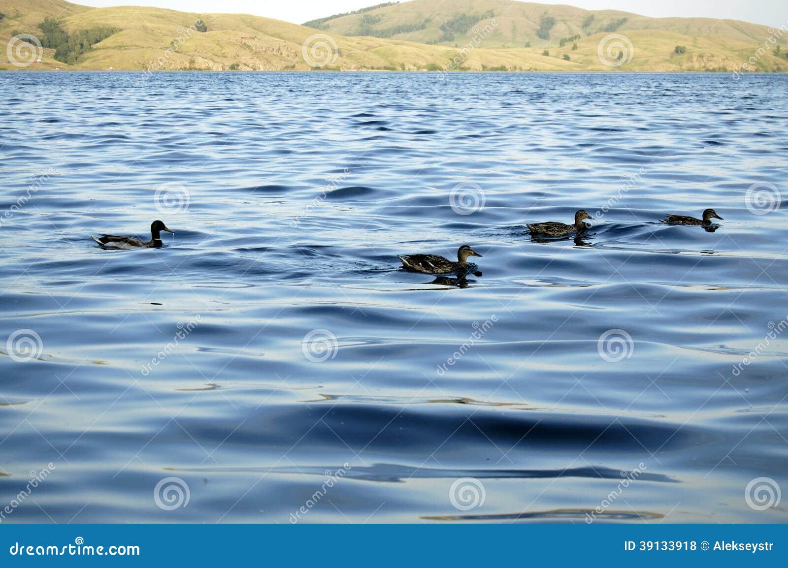 Ducks on ripple of lake stock photo. Image of beautiful - 39133918