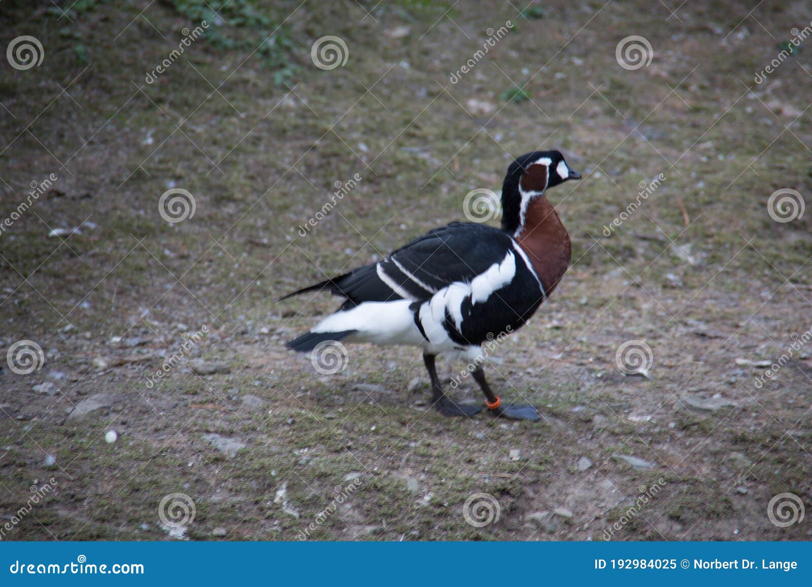 Ducks ripple in the water stock image. Image of feathers - 192984025