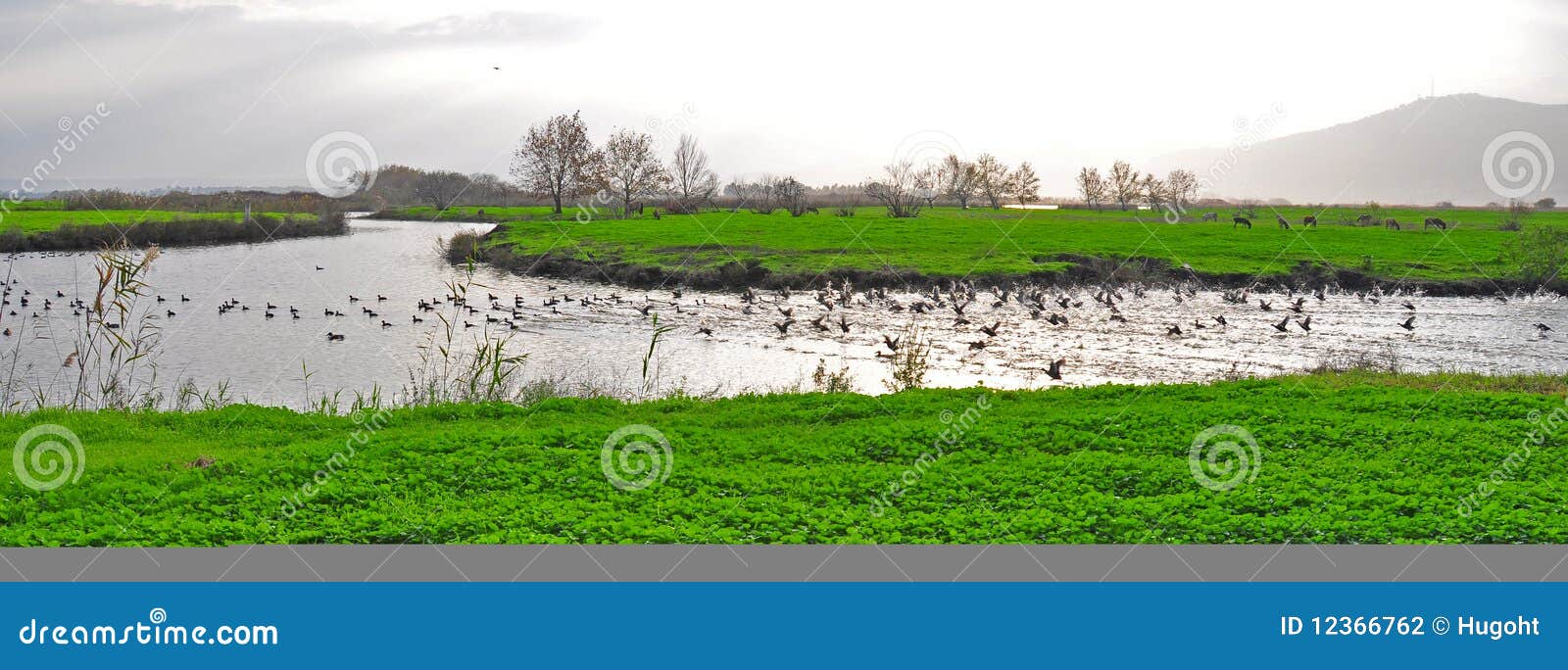 Ducks in a River, Ahula, Israel Stock Photo - Image of panoramic ...