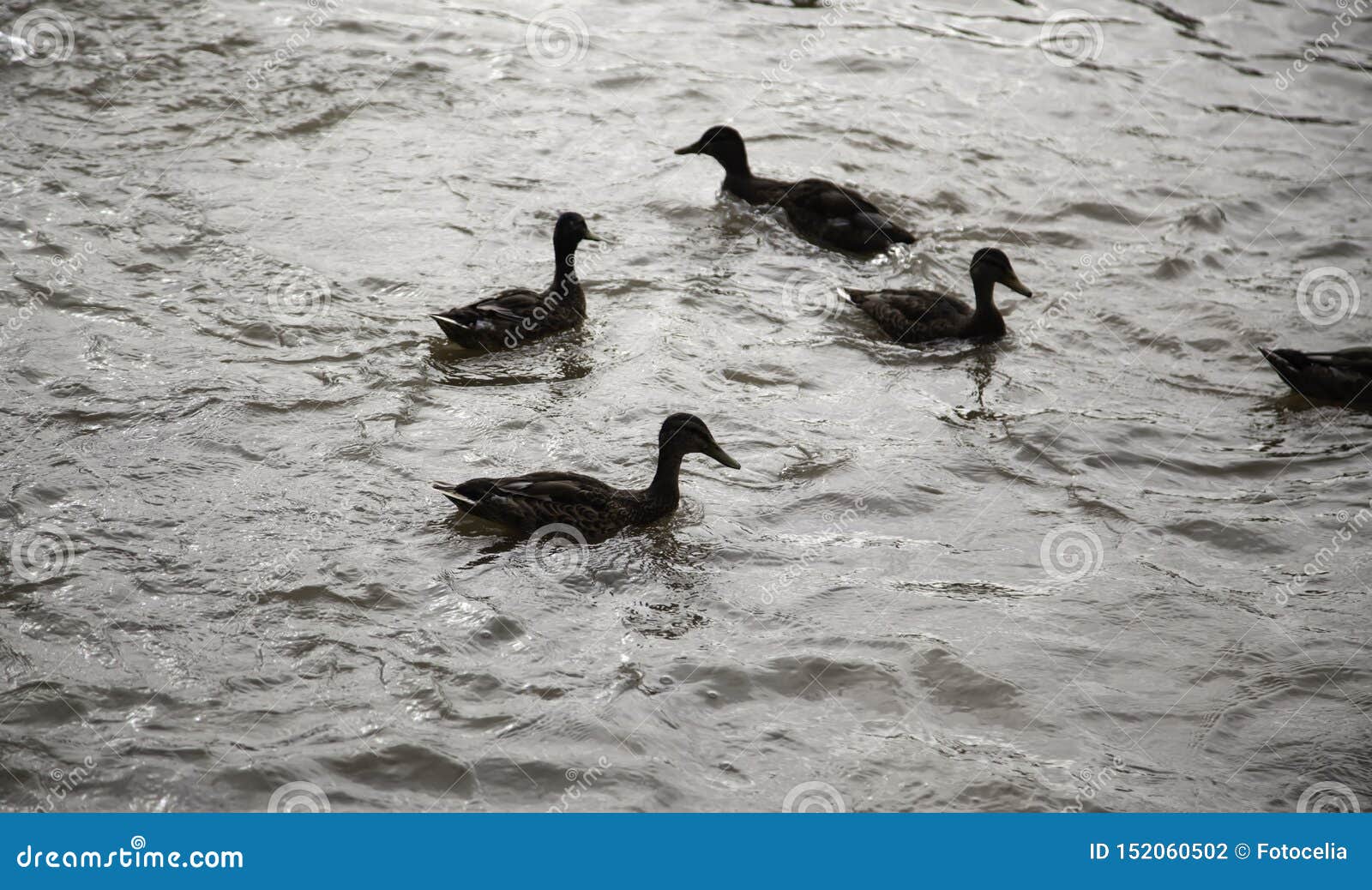 Ducks in river stock photo. Image of male, light, mallard - 152060502