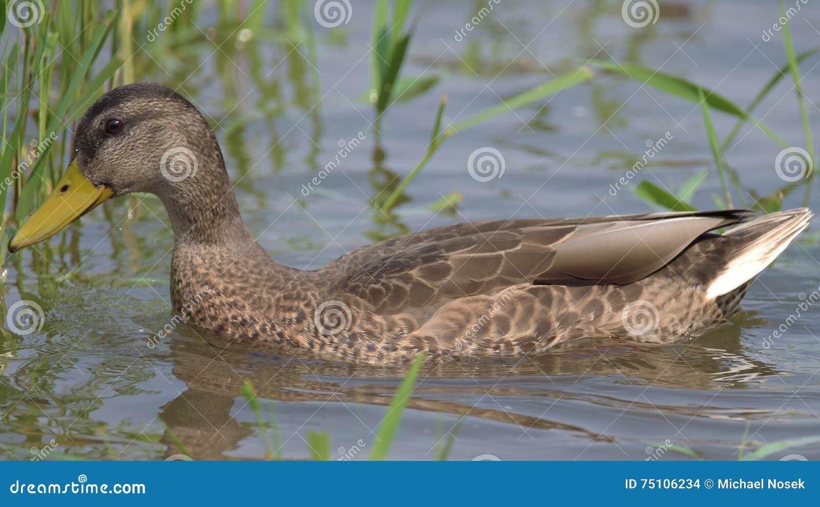 Ducks on River Labe in Summer Stock Photo - Image of animals, mallard ...