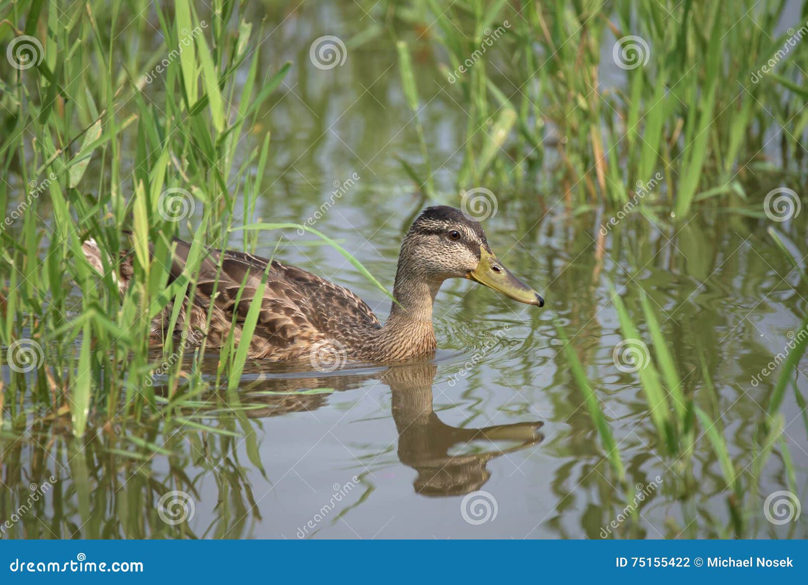 Ducks on River Labe in Summer Stock Photo - Image of closeup, labem ...