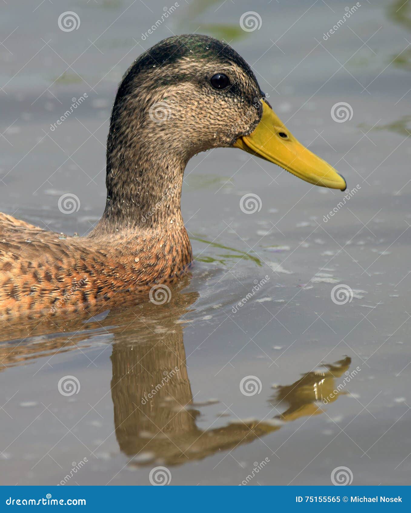 Ducks on River Labe in Summer Stock Image - Image of food, beauty: 75155565