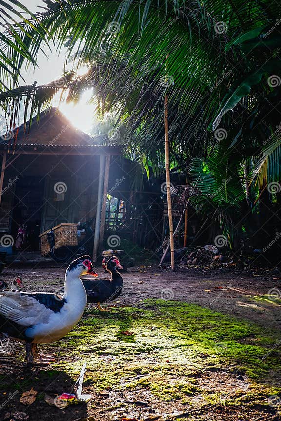 Ducks Roaming Around the Yard Stock Photo - Image of fauna, roaming ...
