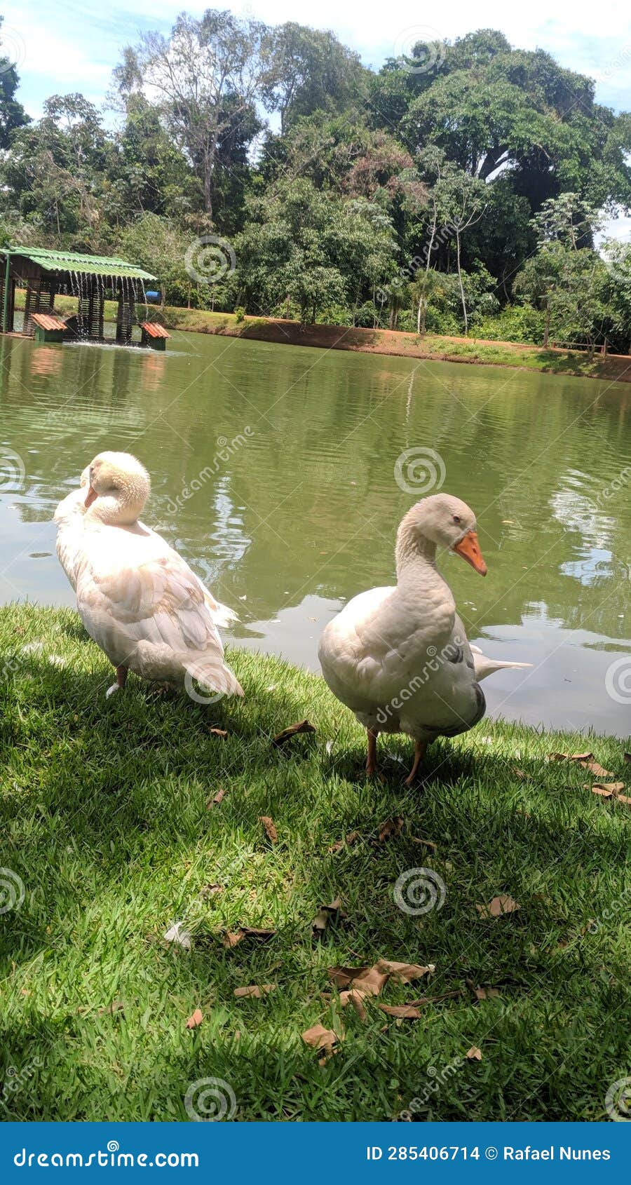 Duck Family Roaming Freely in the Zoo Stock Photo - Image of roaming ...