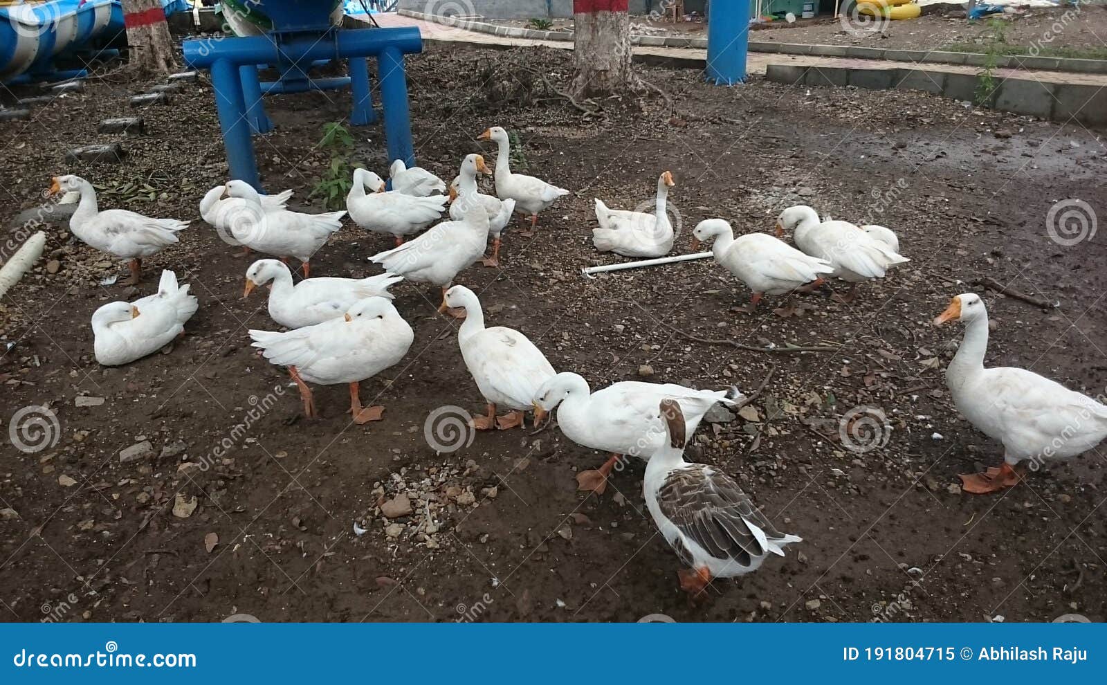 Ducks roaming in a resort stock image. Image of roaming - 191804715