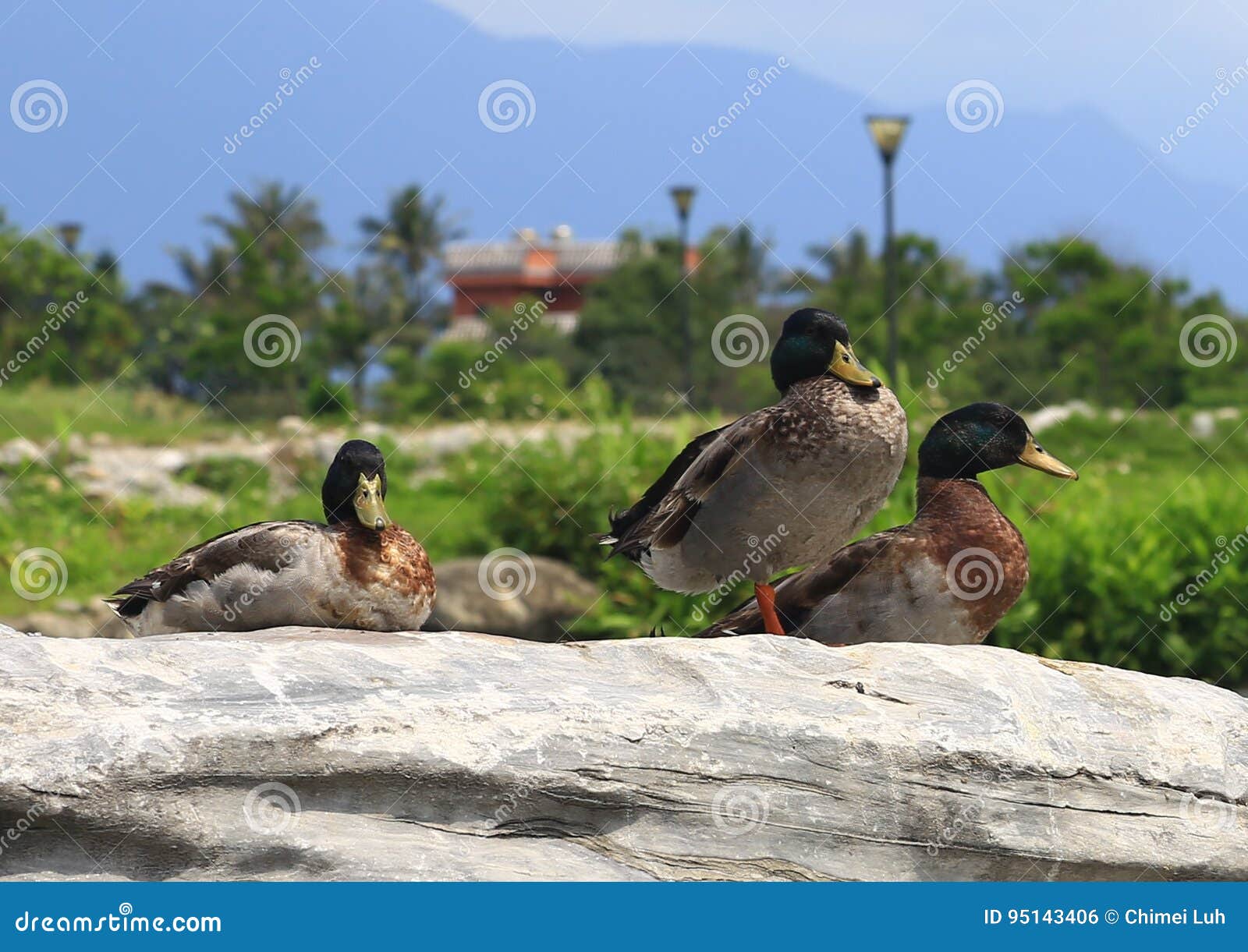 Ducks on a Rock stock photo. Image of three, ducks, docks - 95143406