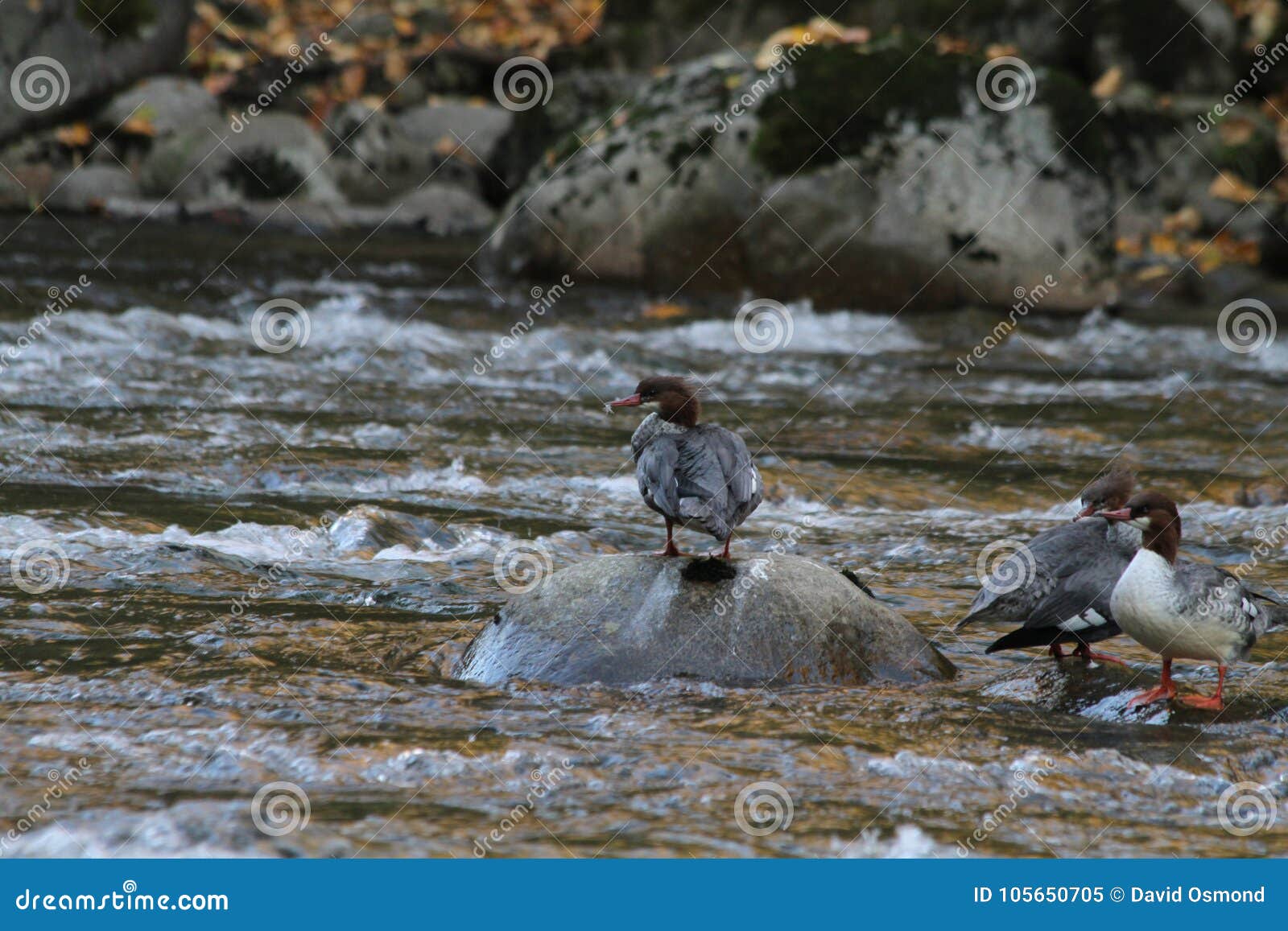 Ducks on rocks stock image. Image of rocks, shorebird - 105650705