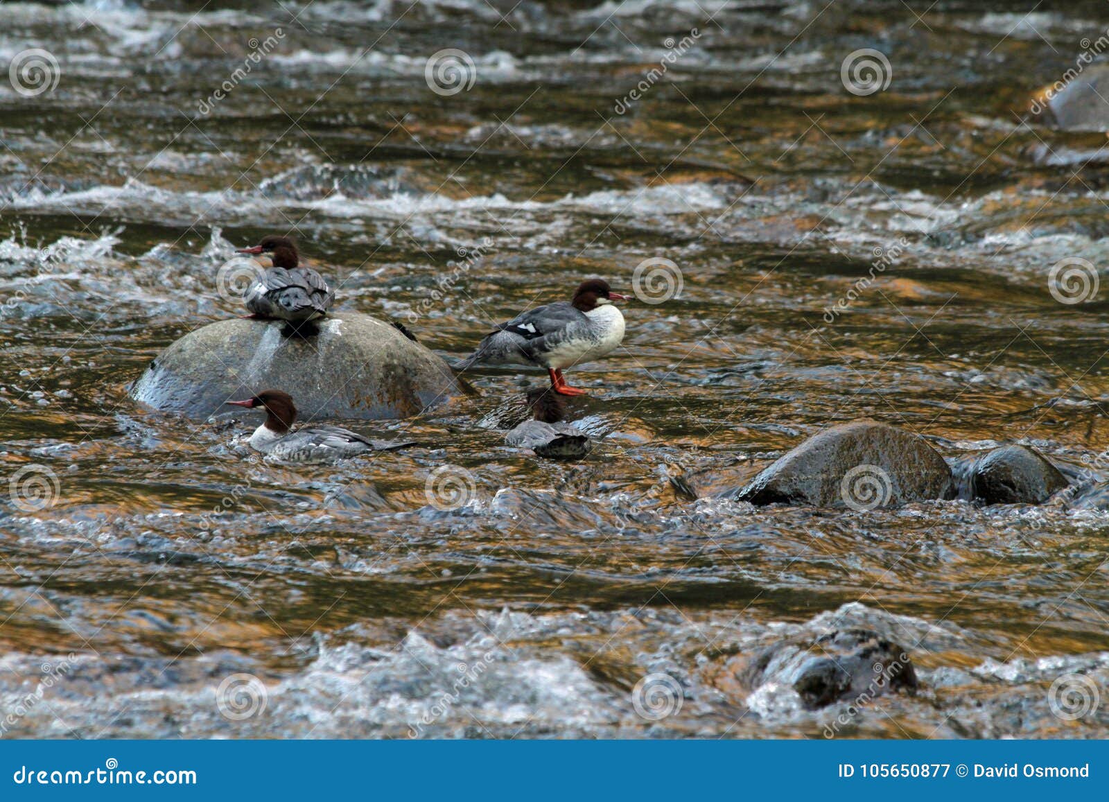 Ducks on rocks stock image. Image of river, bird, standing - 105650877