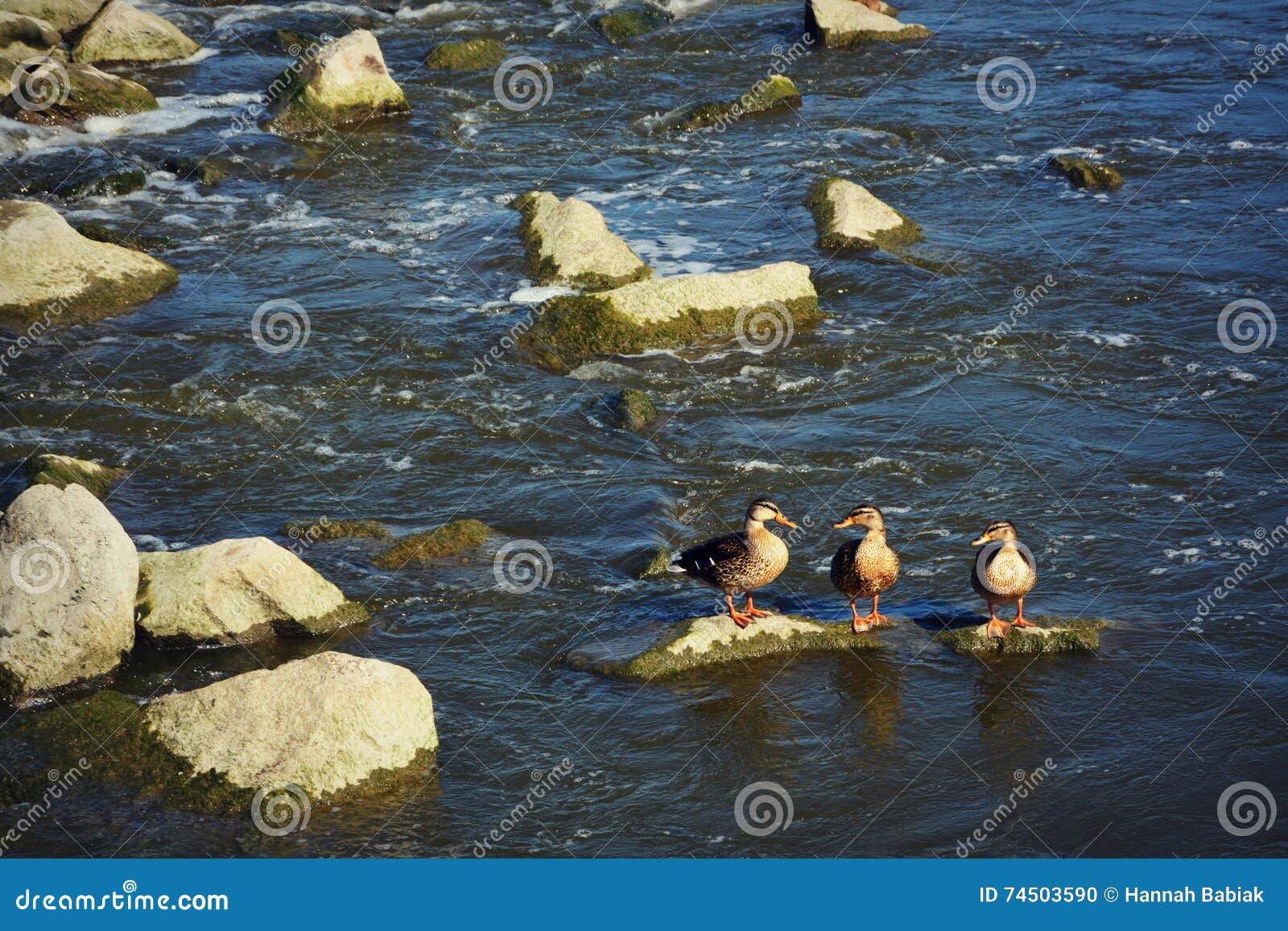 Ducks on Rocks stock photo. Image of three, ducks, rocks - 74503590