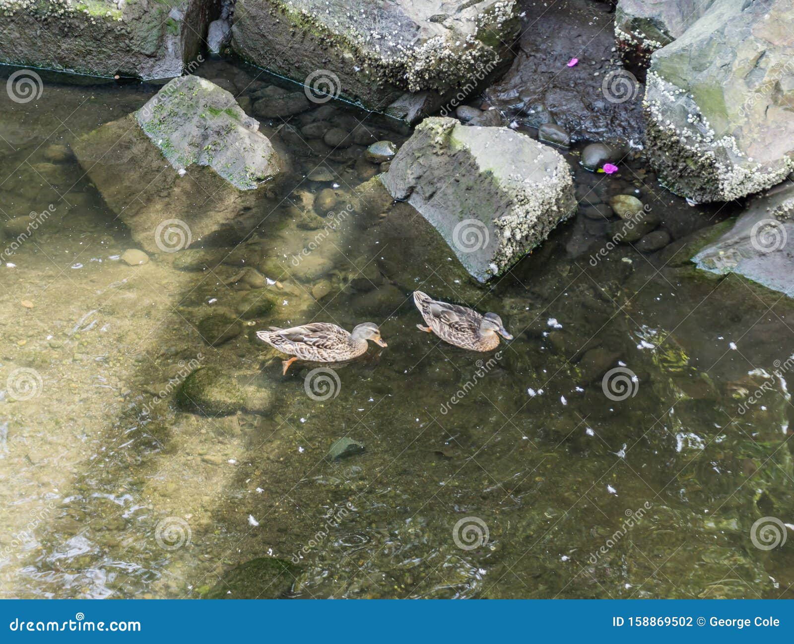Ducks in Rocky Stream 2 stock photo. Image of paddling - 158869502