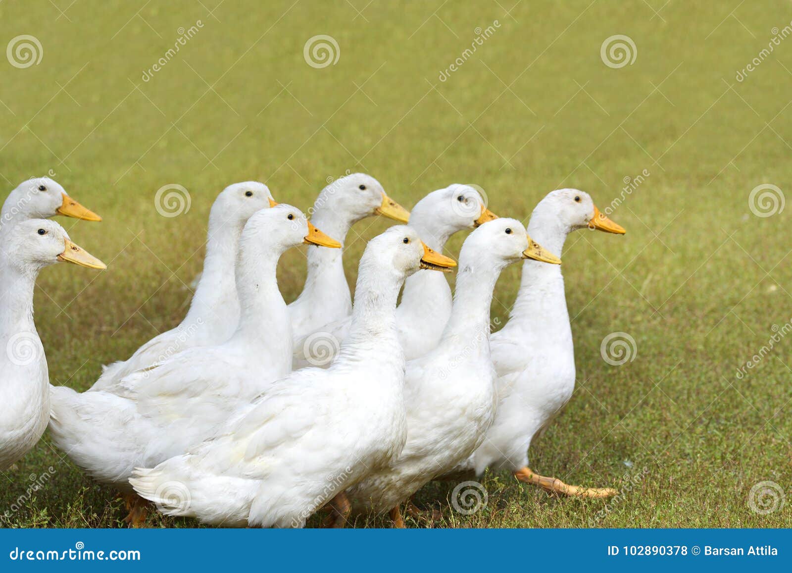 A Ducks in a row stock photo. Image of nature, grass - 102890378