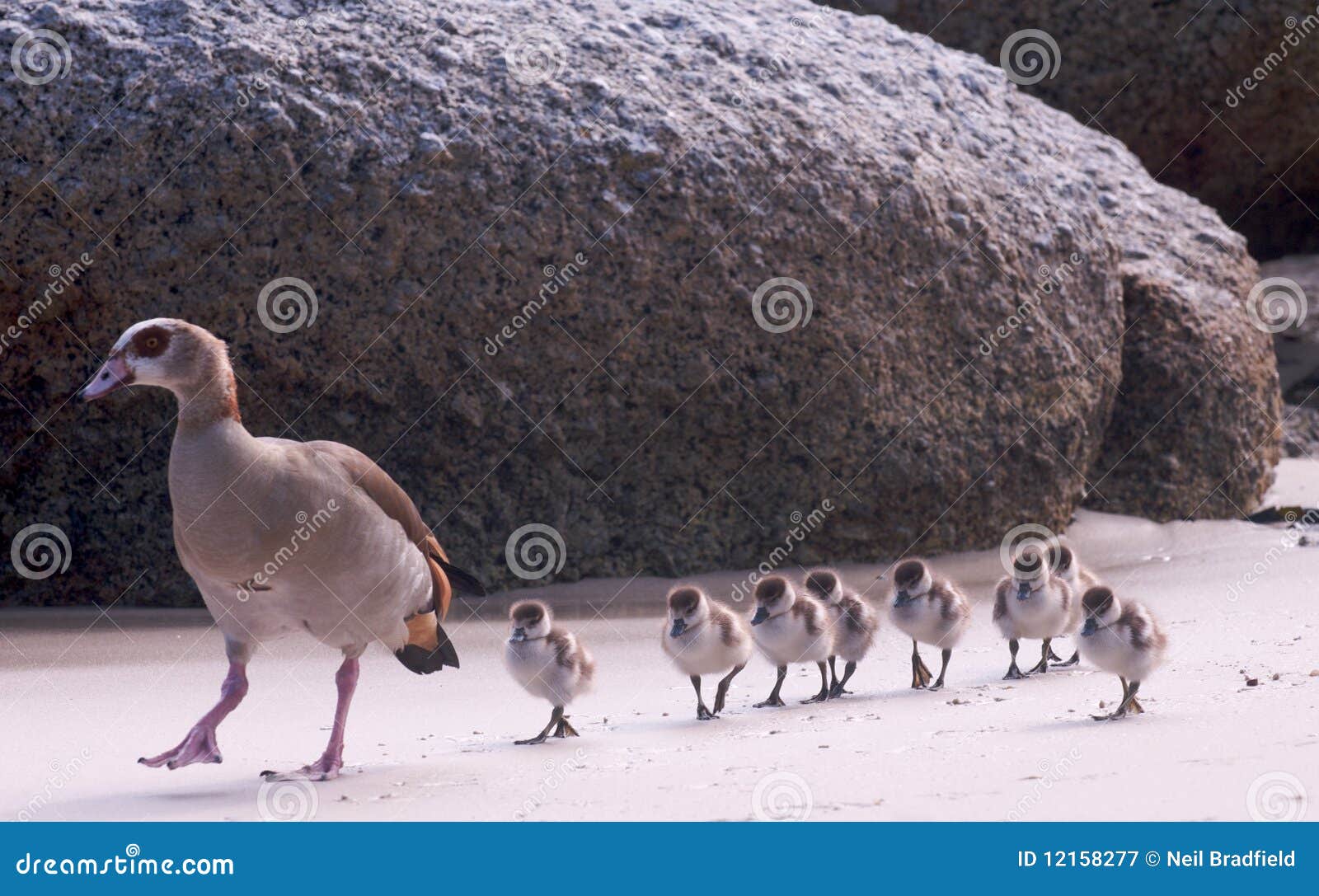 Ducks in a Row stock image. Image of bird, lead, brood - 12158277