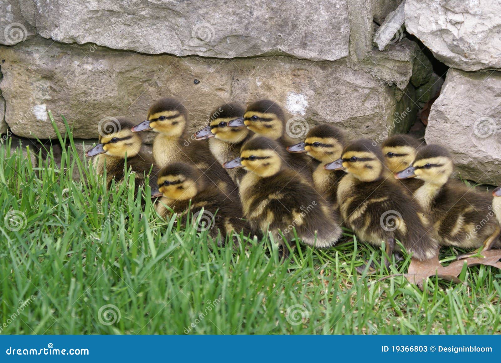 Royalty Free Images, Cartoons, Illustrations And Photos Designed By ...