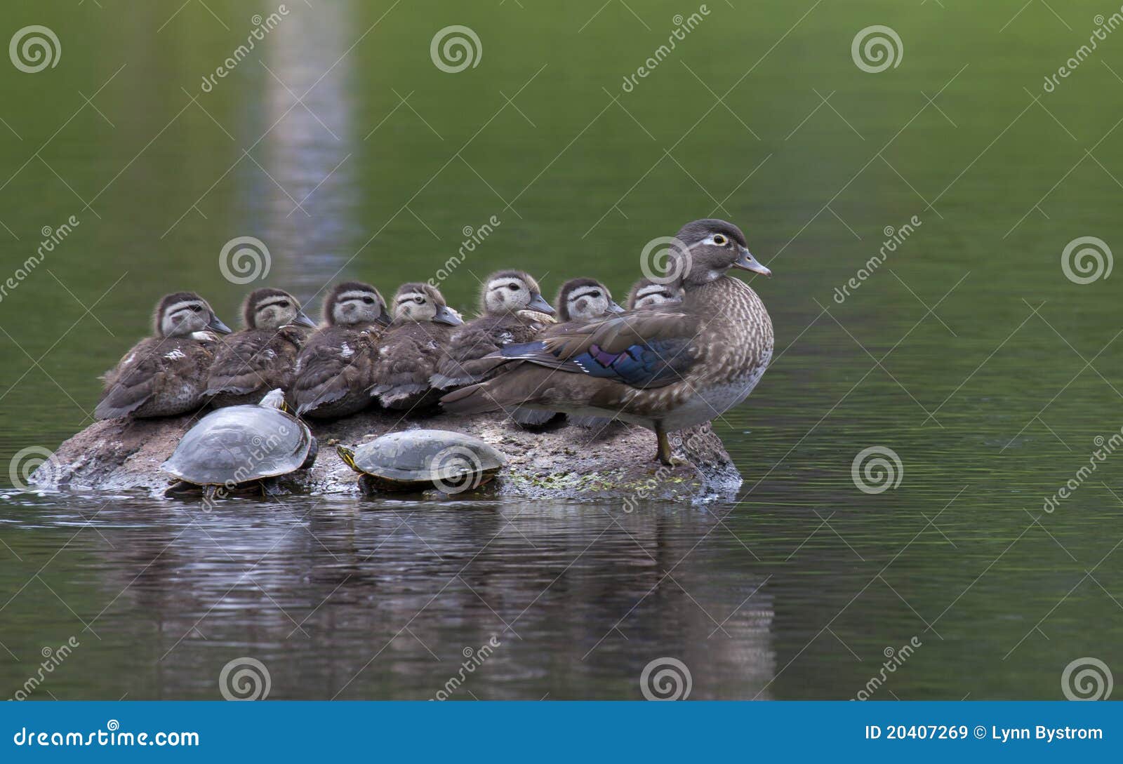 Ducks in a row stock image. Image of duck, fragility - 20407269