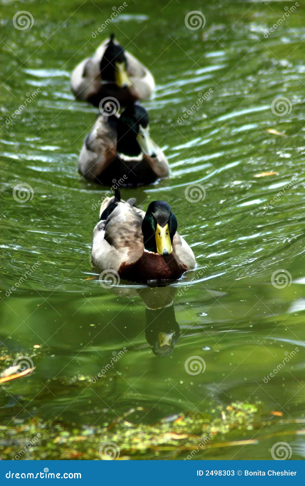 Ducks in a Row stock image. Image of animal, pond, reflection - 2498303