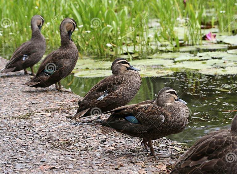 Ducks in a row stock image. Image of diagonal, rushes, bill - 717933