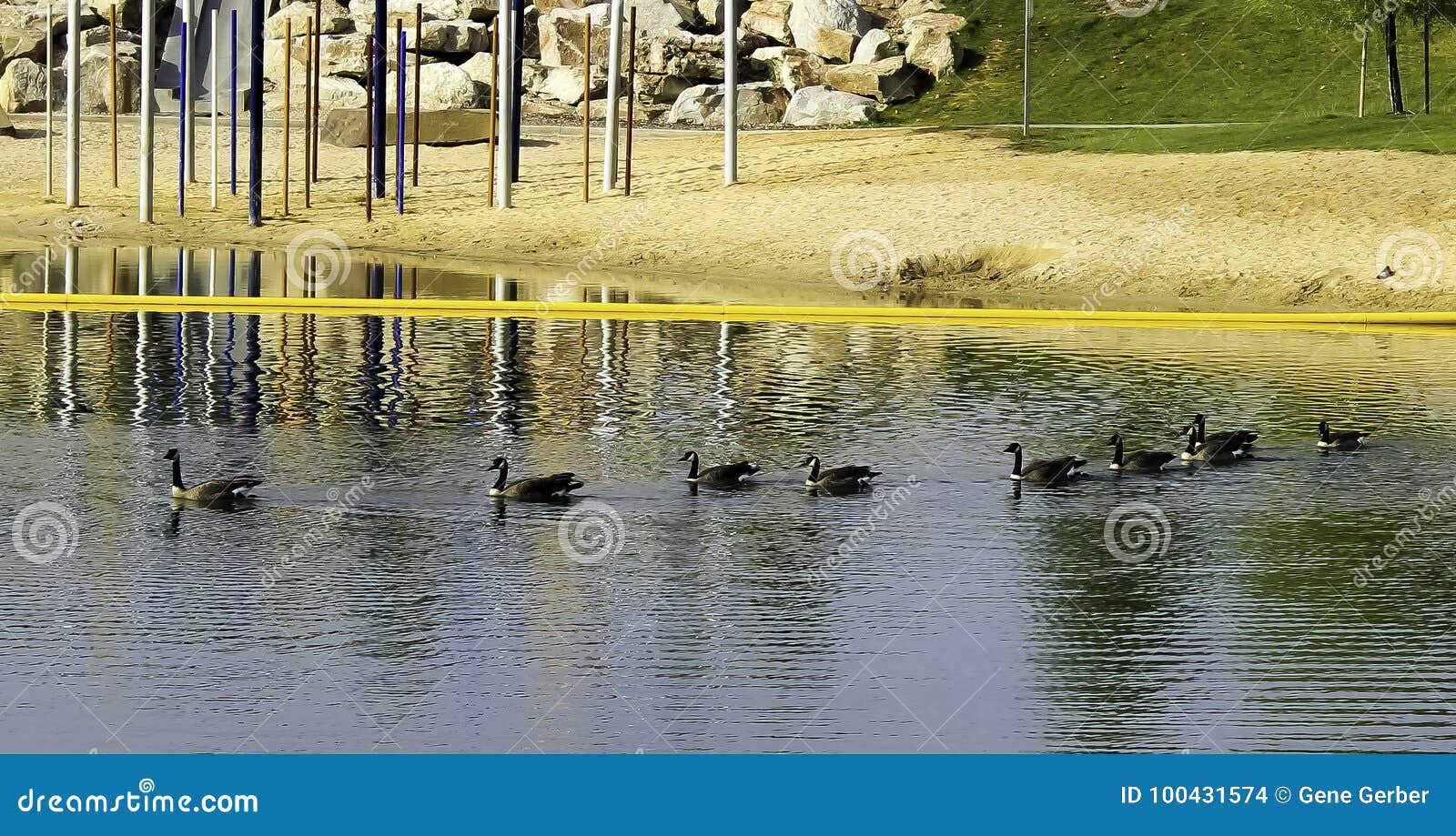 Ducks in a Row stock photo. Image of sand, boulders - 100431574