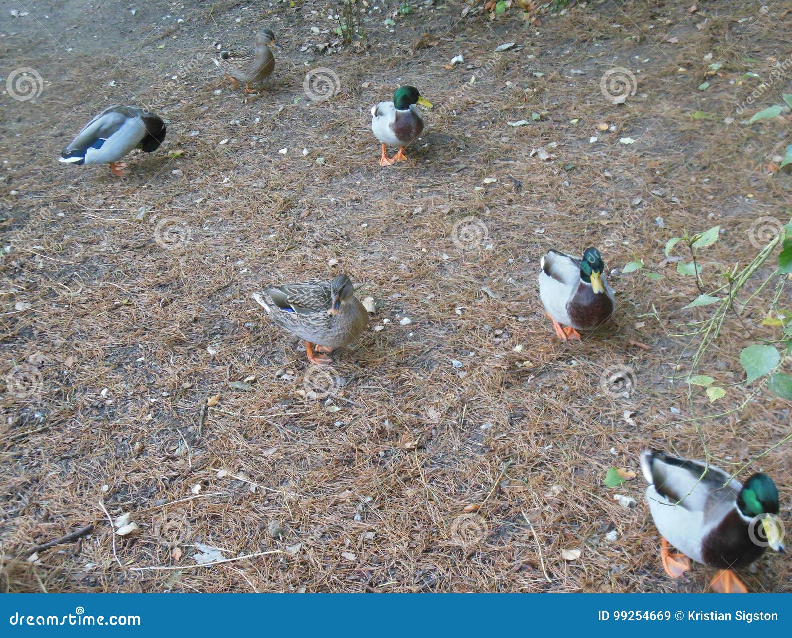 The ducks in a row stock image. Image of leader, follow - 99254669