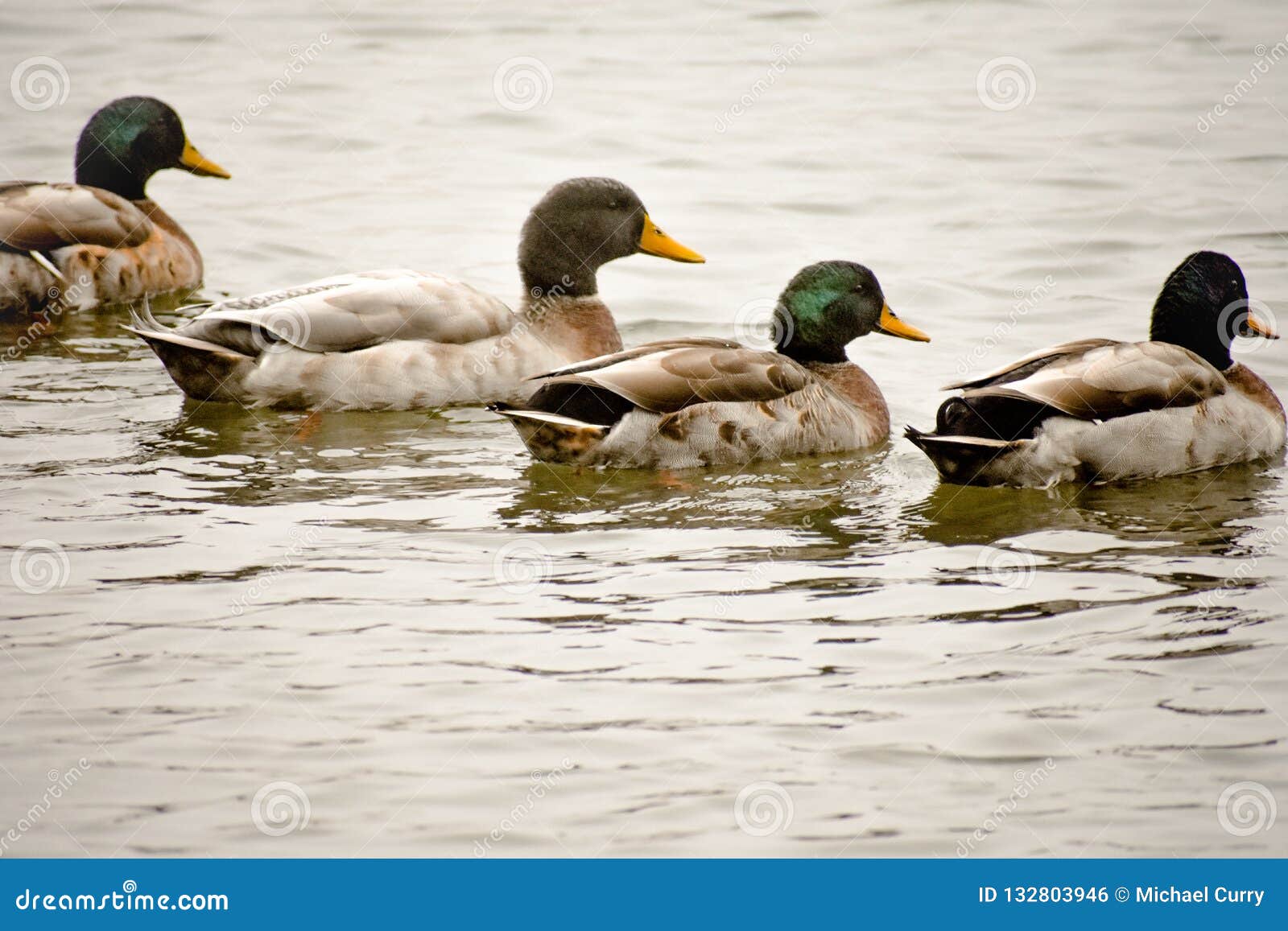 Ducks in a row stock photo. Image of ducks, pairs, lake - 132803946