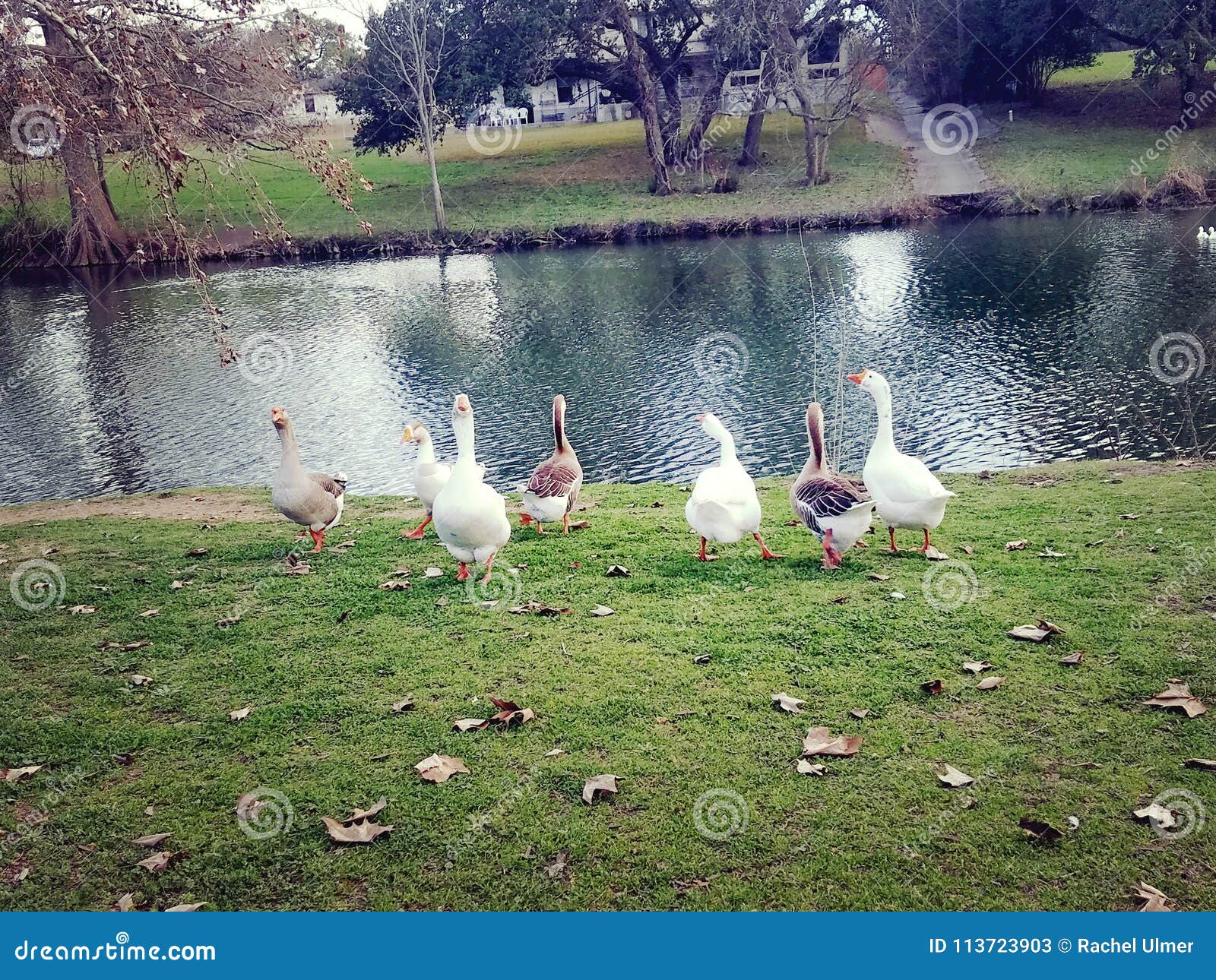 Ducks in a row stock image. Image of ducks, life, waddle - 113723903
