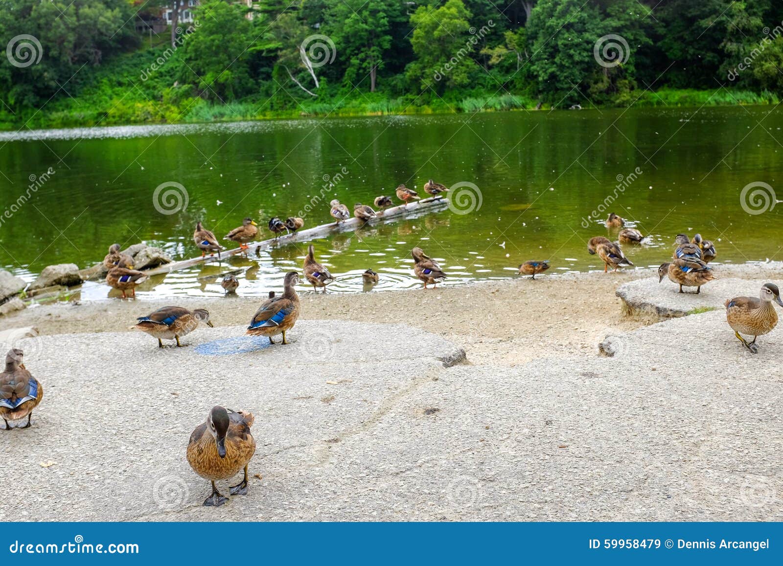 Ducks in a row at a park stock image. Image of grass - 59958479
