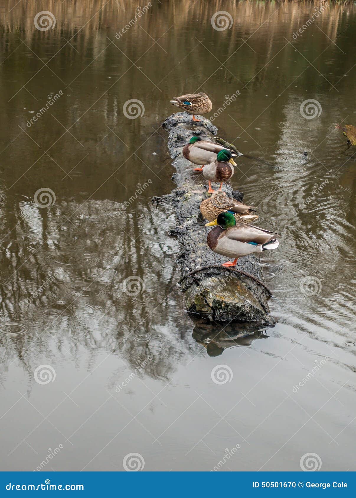 Ducks In A Row Stock Photo | CartoonDealer.com #50501670