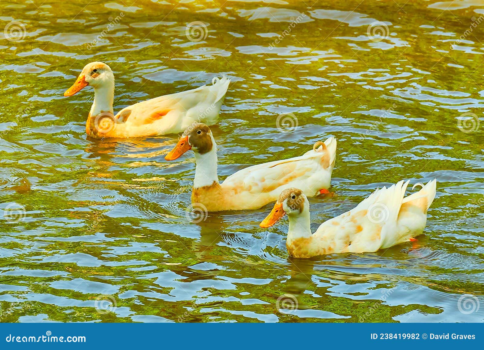 3 ducks in a row stock photo. Image of anseriformes - 238419982