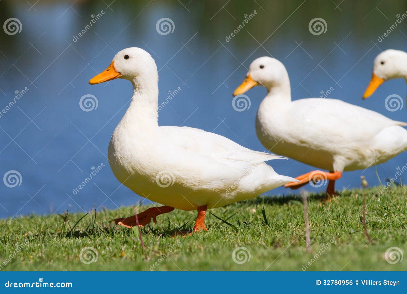 Ducks in a row stock photo. Image of flock, lawn, light - 32780956