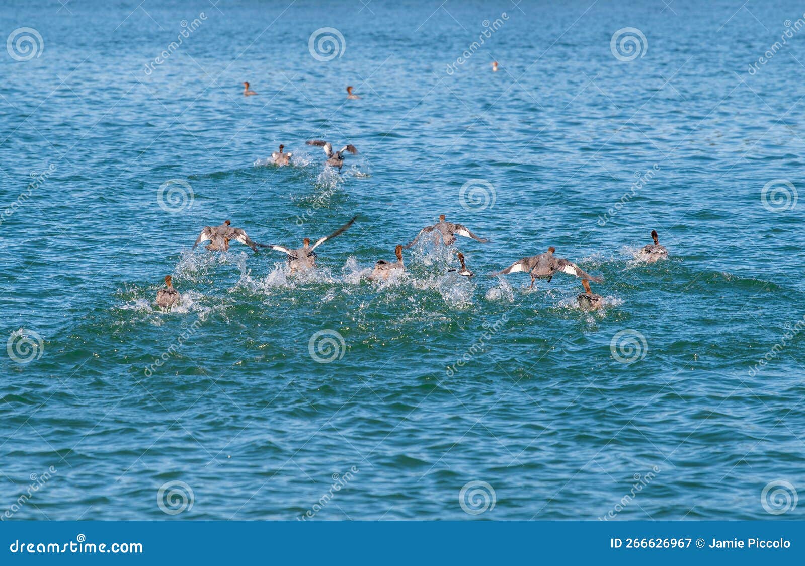 Ducks Running from the Boat Stock Image - Image of running, ocean ...