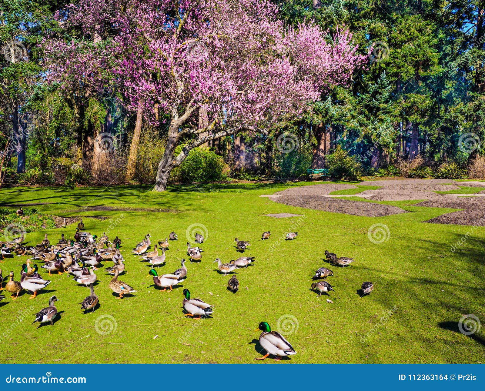 Ducks Running on the Lawn in Front of Blossoming Cherry Tree Stock ...