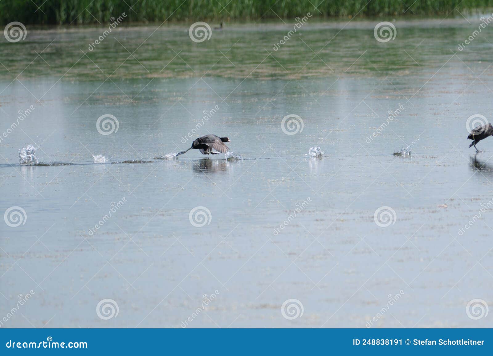 Ducks are Running Over the Water Stock Image - Image of beach, water ...