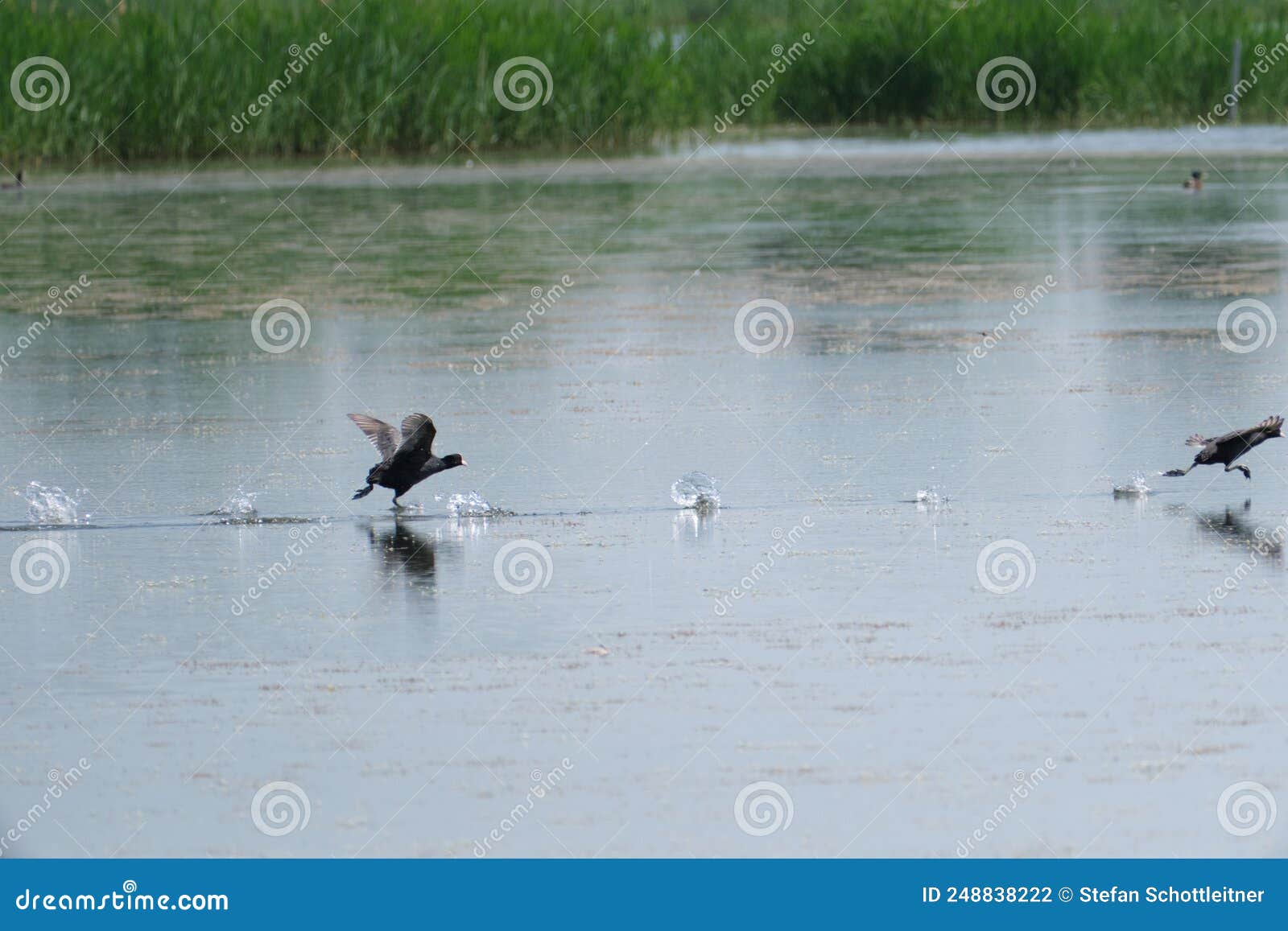 Ducks are Running Over the Water Stock Photo - Image of outdoors ...