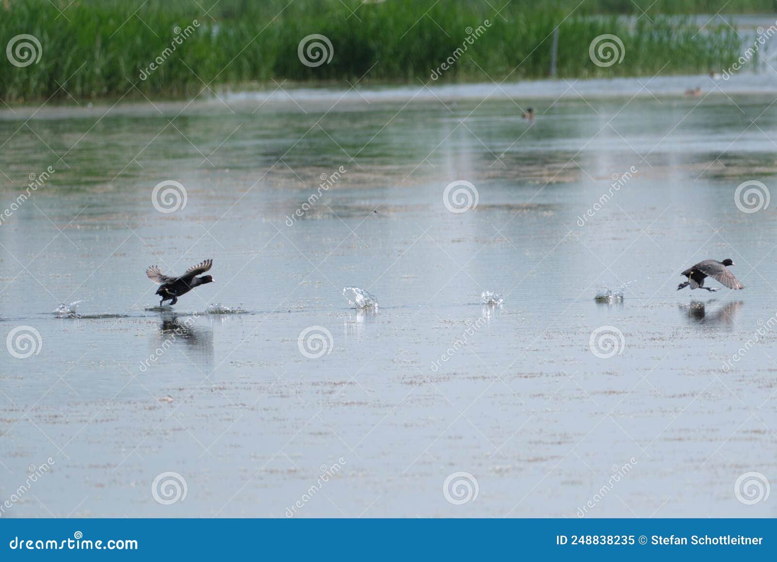 Ducks are Running Over the Water Stock Image - Image of merganser ...