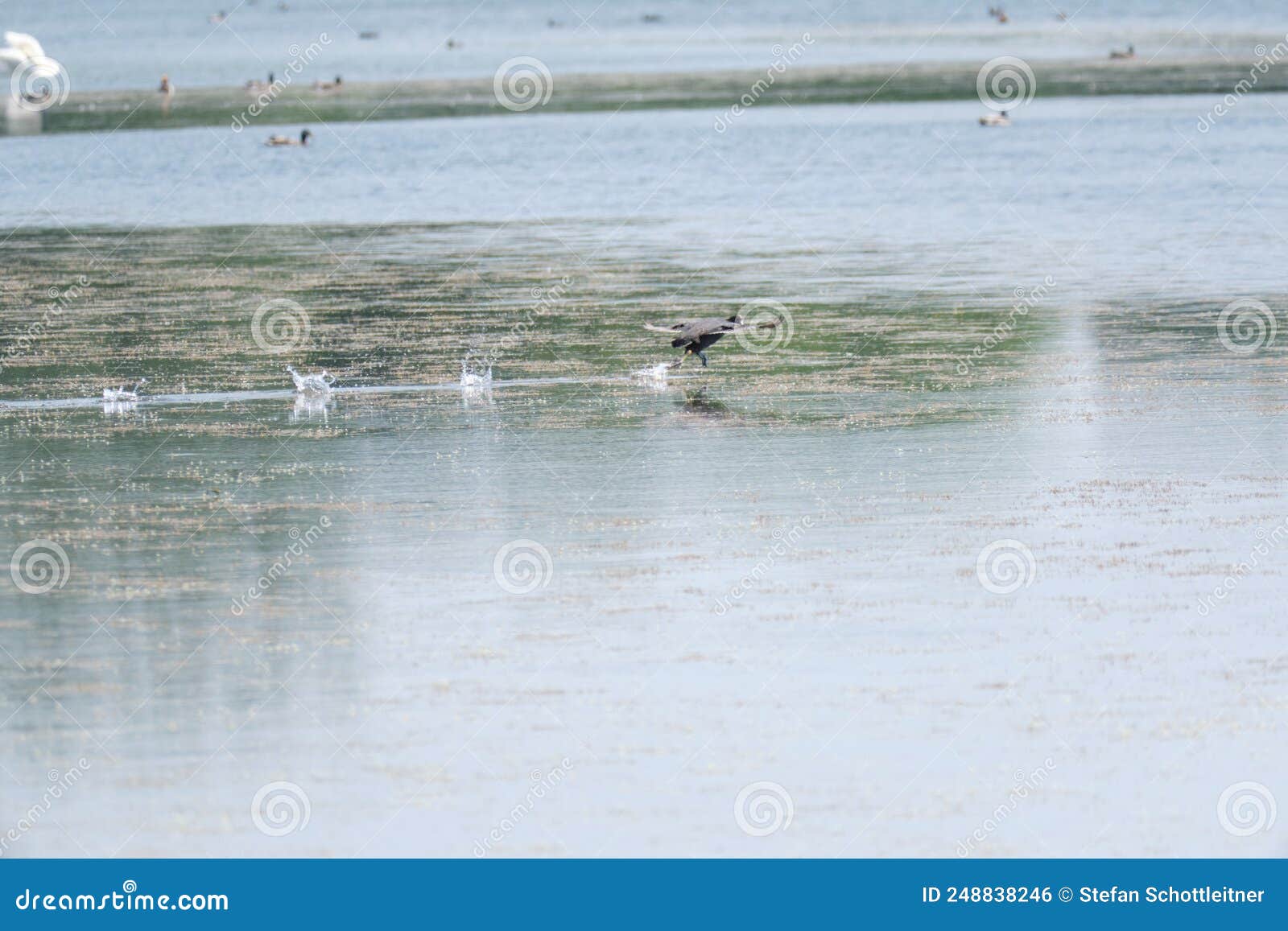 Ducks are Running Over the Water Stock Photo - Image of sandpiper ...
