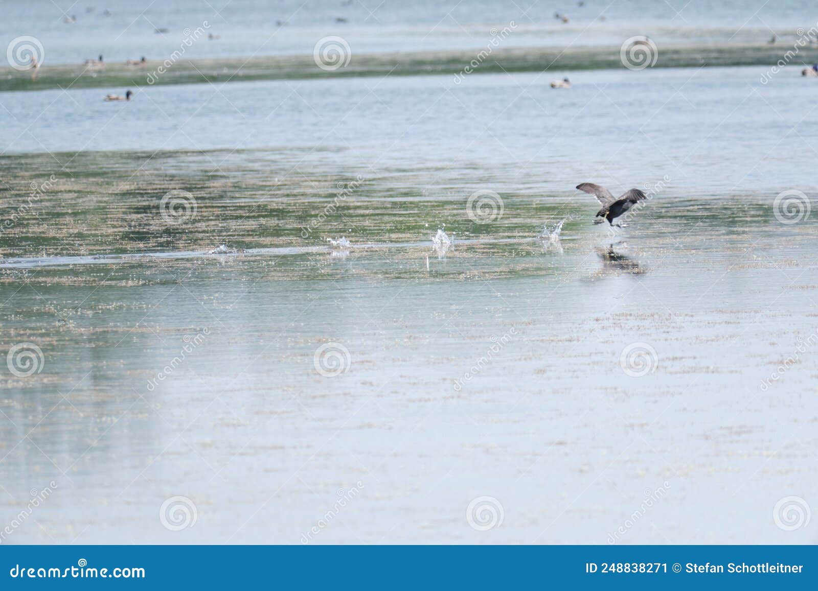 Ducks are Running Over the Water Stock Image - Image of water, outdoors ...