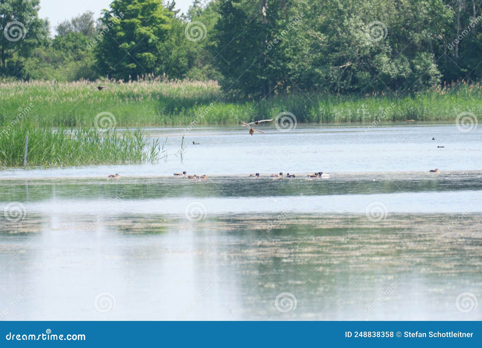 Ducks are Running Over the Water Stock Photo - Image of land, vessel ...