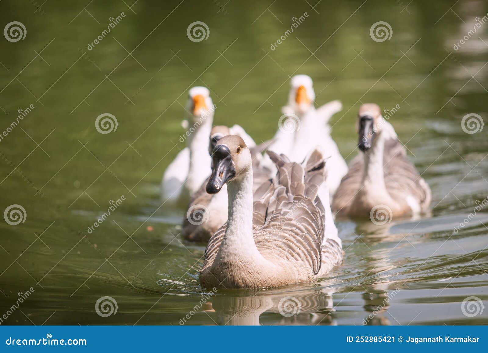 Ducks are Running in the River Water Stock Image - Image of running ...