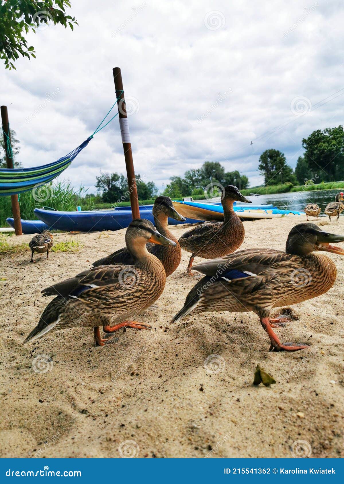 Ducks on Sand Near the Lake Stock Photo - Image of ducks, poultry ...