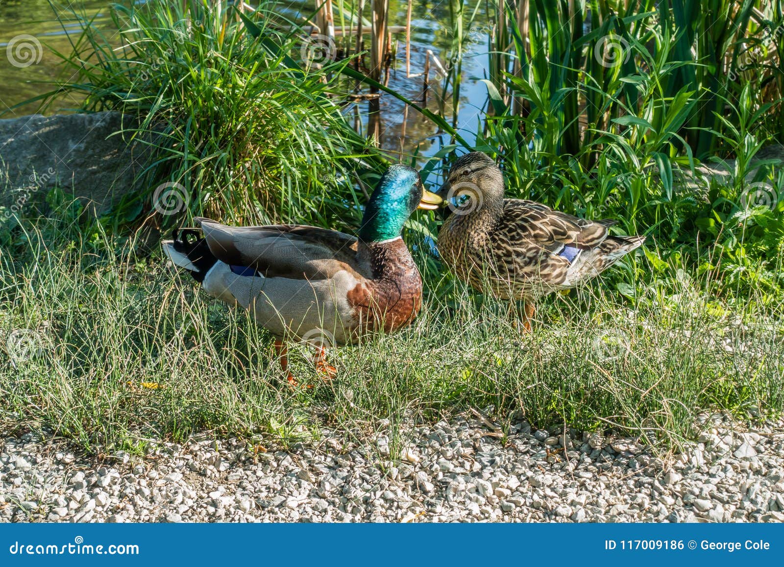 Friendly Ducks stock photo. Image of animal, birds, closeness - 117009186