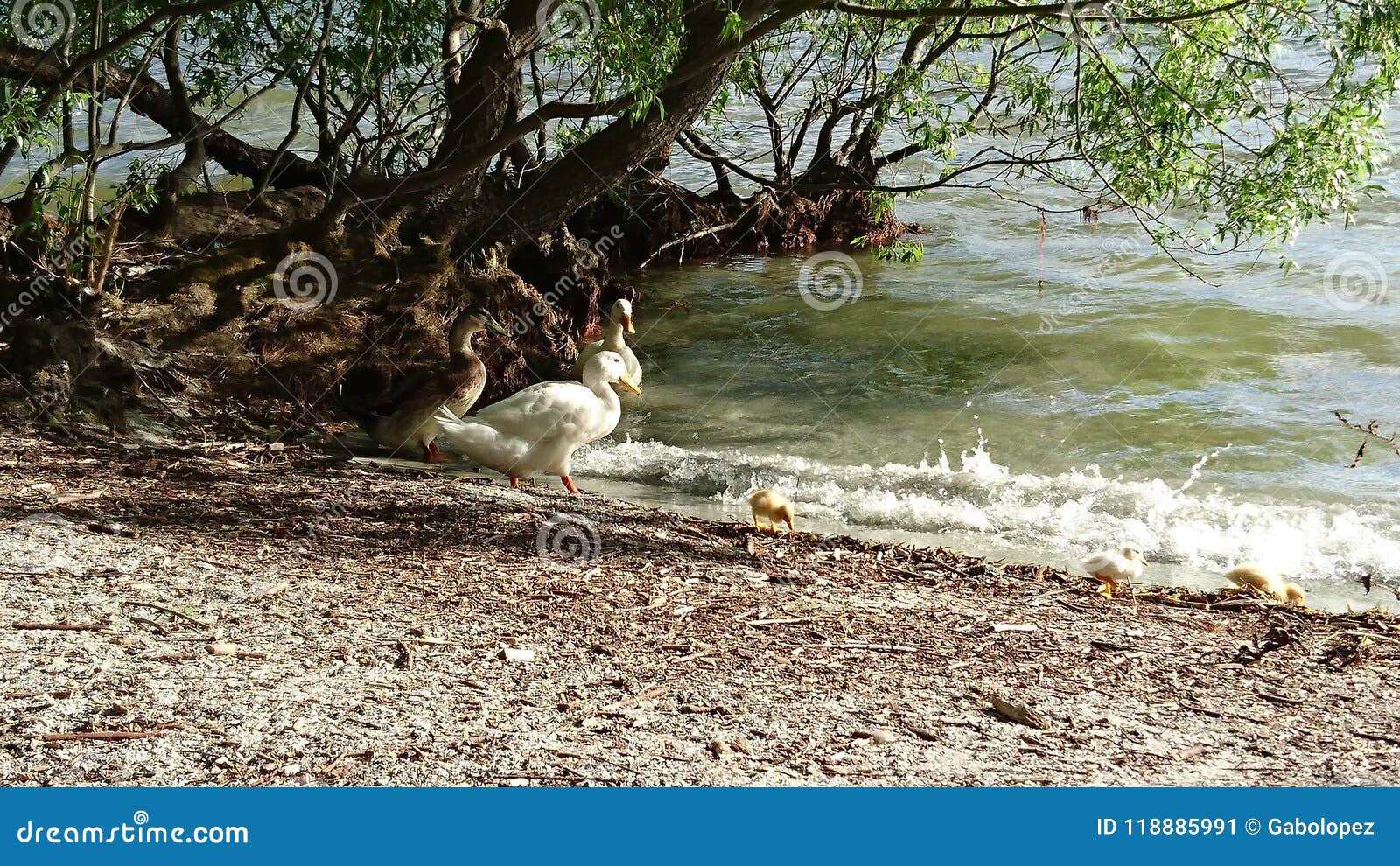 Ducks on the lake stock image. Image of lake, animals - 118885991