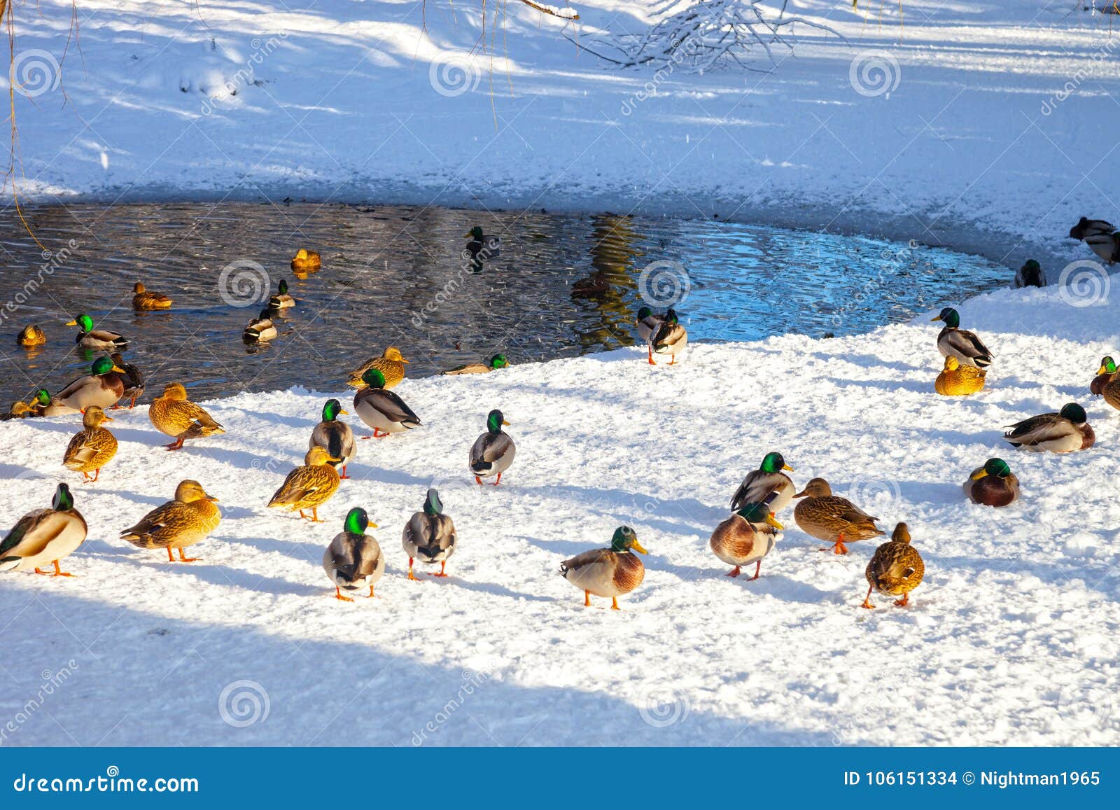 Ducks in park stock photo. Image of park, pond, outdoor - 106151334