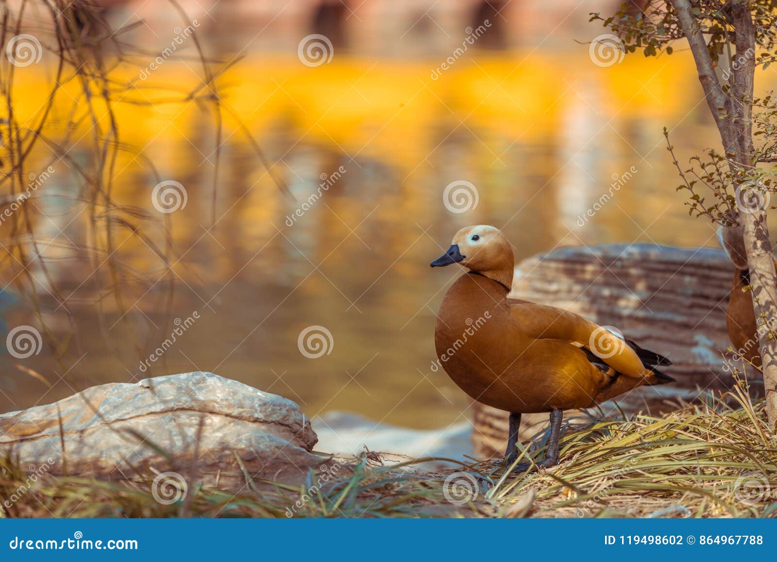 Ducks on the Shore in Spring Animals Stock Photo - Image of wiangs ...
