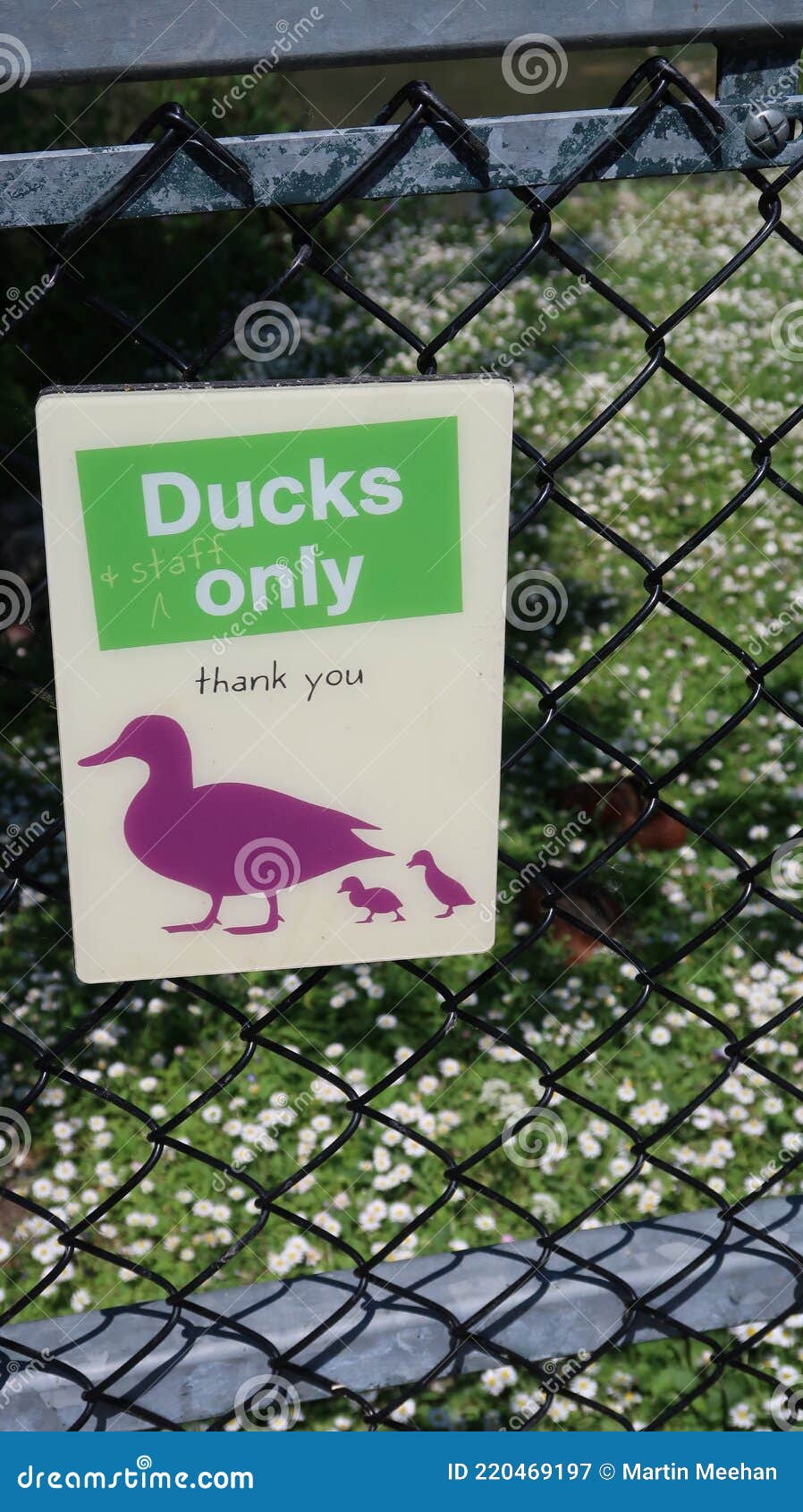 Ducks only sign. stock image. Image of text, number - 220469197