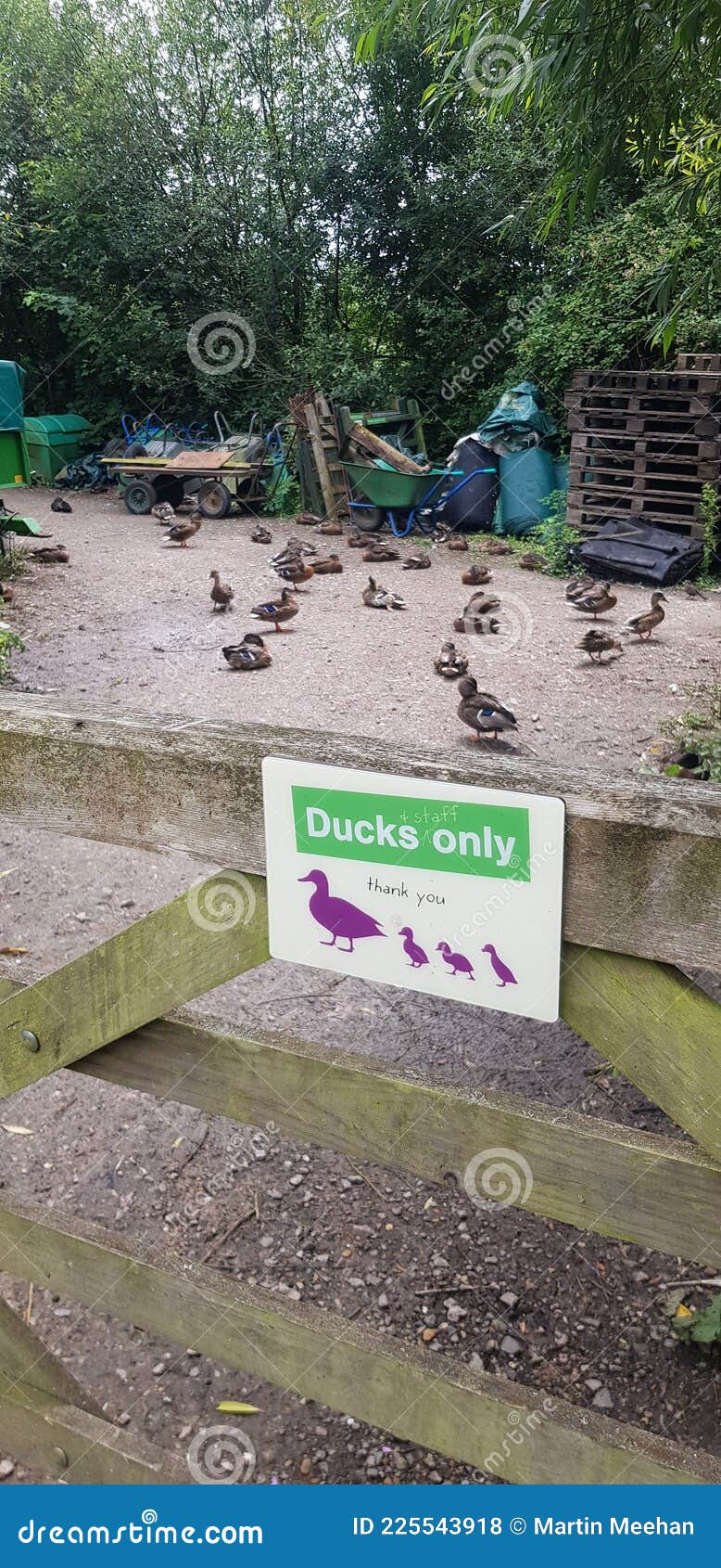 Ducks only Sign Attached To Wood Gate. Stock Photo - Image of ...