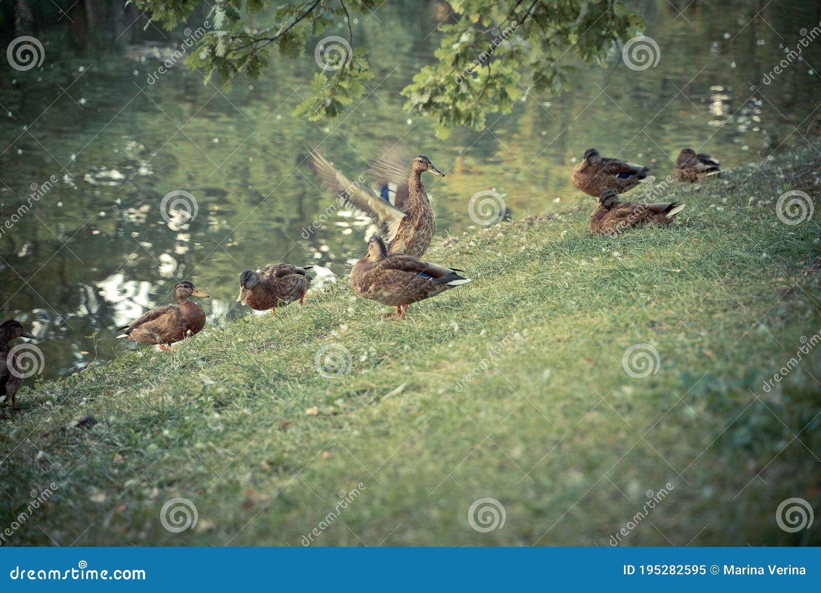 Ducks Sit on the Grass Under a Tree Stock Image - Image of clipping ...